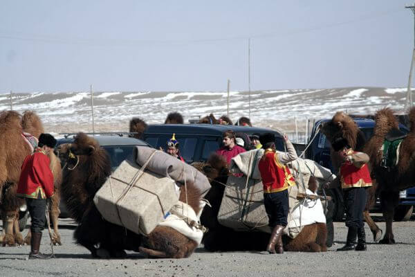 Festivals In Mongolia I Thousand Camel Festival